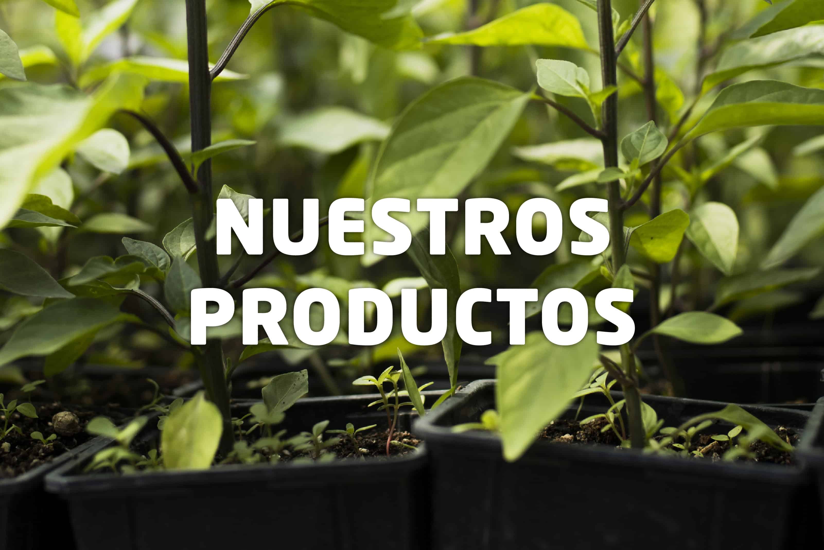 Redonda 5 galones | Greenhopper